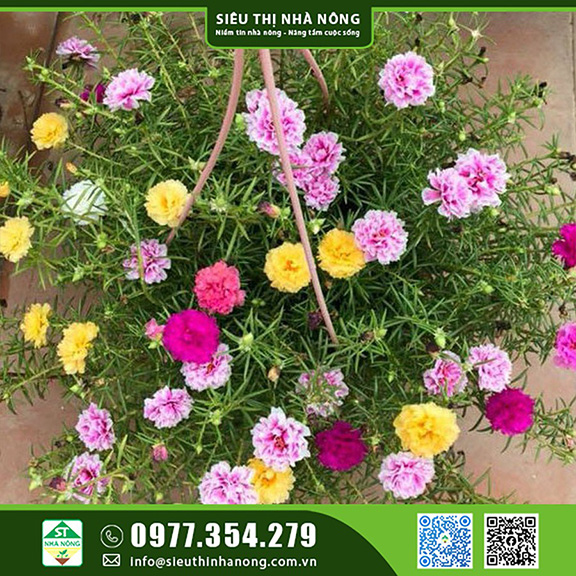 06 Loại Hạt Giống Hoa được Trồng Nhiều Nhất Hiện Nay