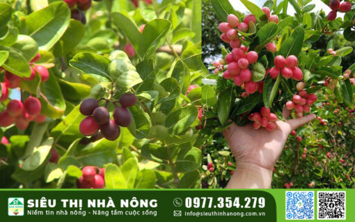 Giống Cây siro > SIÊU THỊ NHÀ NÔNG