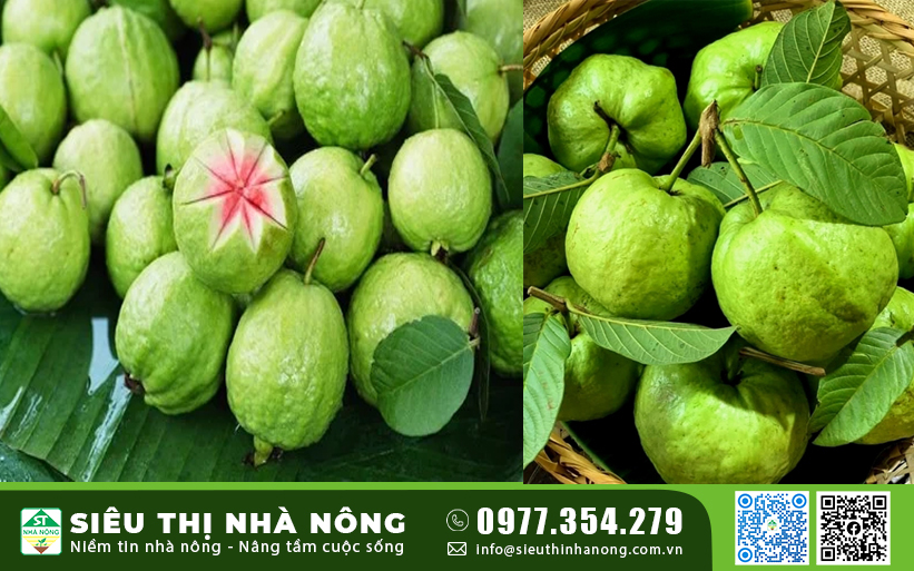 CÁCH CHĂM SÓC CÂY ỔI RUBY NĂM 2022 > SIÊU THỊ NHÀ NÔNG