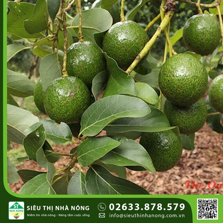 Giống Bơ Booth 7 Siêu Ngon Siêu Quả tại Đắk Nông