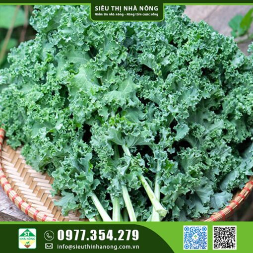 Hạt giống cải kale cải xoăn xanh chịu nhiệt tại Siêu Thị Nhà Nông