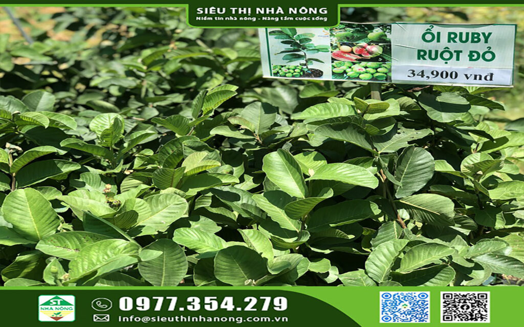 Giống cây ổi ruby ruột đỏ- Mang lại hiệu quả kinh tế cao > SIÊU THỊ NHÀ ...