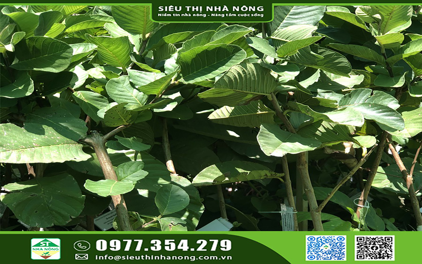 Giống cây ổi ruby ruột đỏ- Mang lại hiệu quả kinh tế cao > SIÊU THỊ NHÀ ...